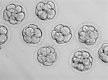 What is an embryo? | Fertility North
