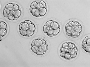 What is an embryo? | Fertility North